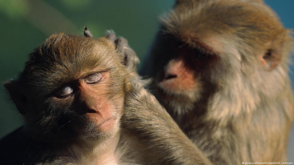 Delhi's marauding monkeys