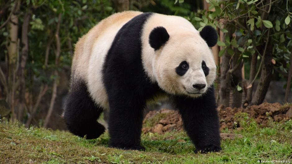 China's panda protection – DW – 07/05/2018