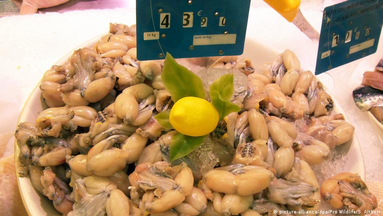 The uncontrolled trade in frogs' legs