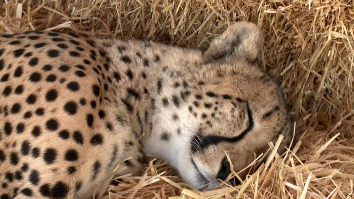 Saving cheetahs