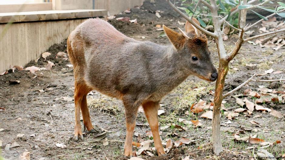 Ein Hirschbaby kaum größer als ein Hase – DW – 09.03.2017