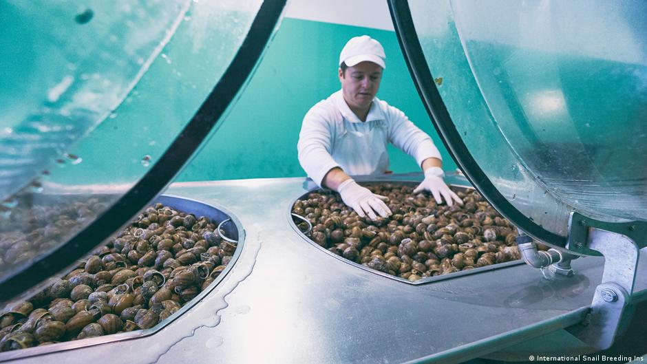 'It's like a spa for snails' – DW – 03/16/2017