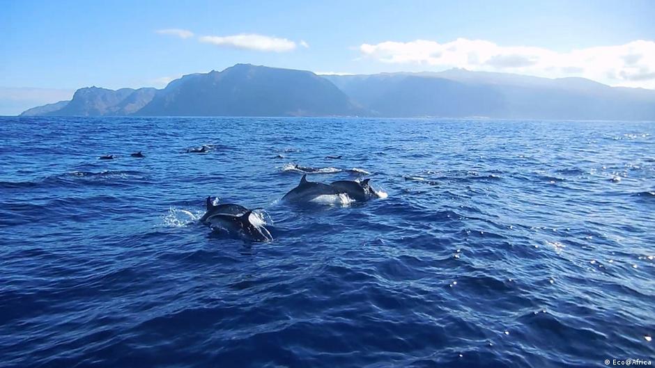 Eco-friendly whale watching – DW – 03/17/2017