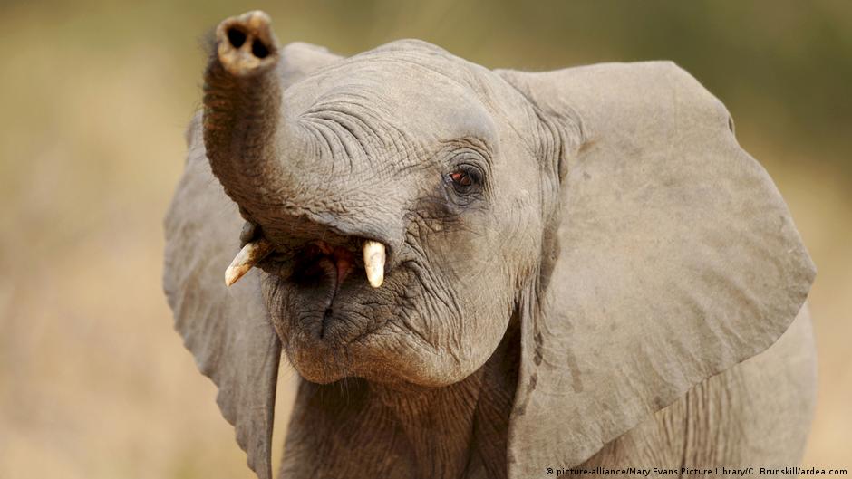 Outrage over Trump elephant trophy ban reversal – DW – 11/16/2017