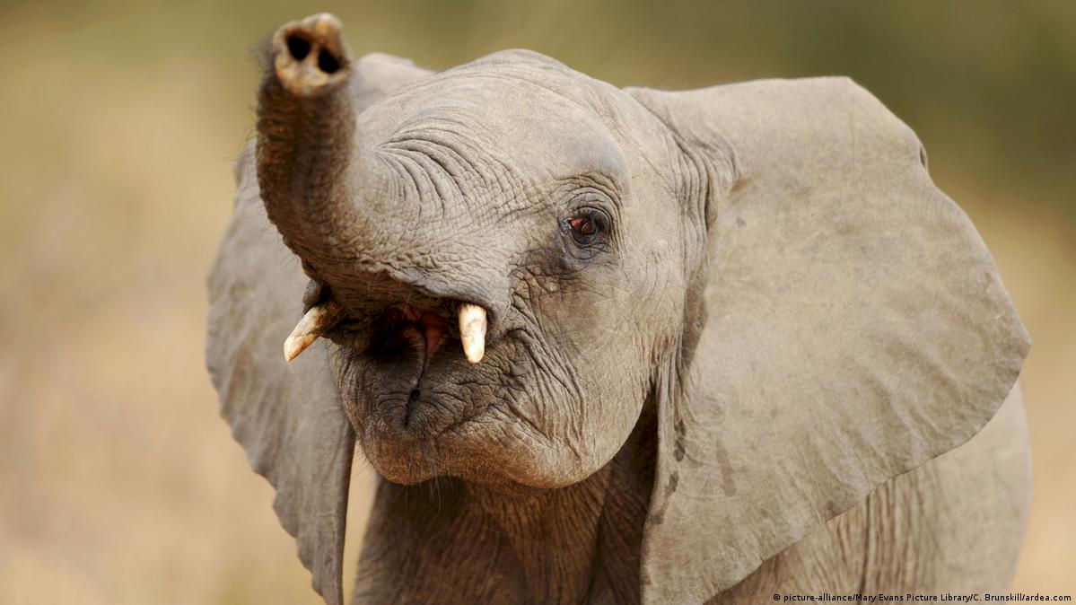 Outrage over Trump elephant trophy ban reversal – DW – 11/16/2017