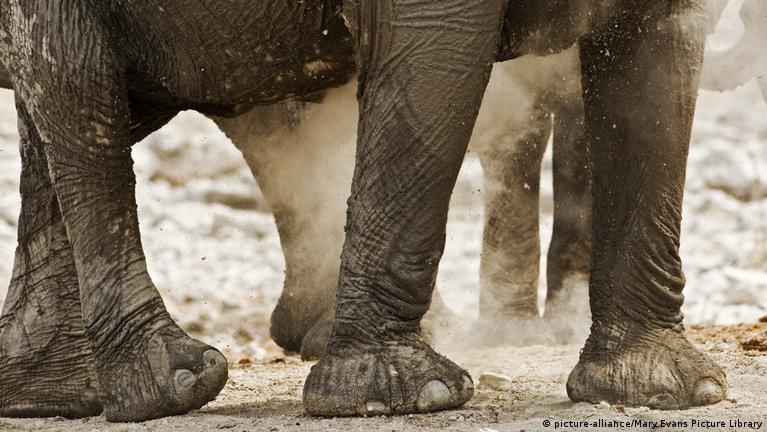 Living in an elephant's footsteps