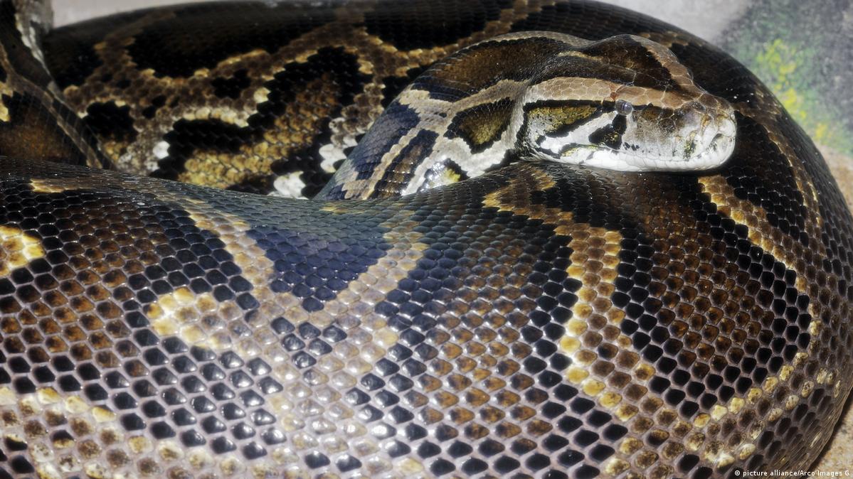 Überraschung mit Python – DW – 10.11.2017