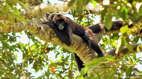 Monkey-saving chocolate – DW – 04/04/2017