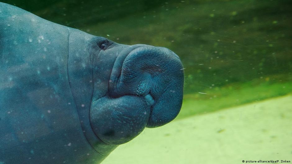 Manatees - gentle giants of the seas | All media content | DW | 20.08.2019