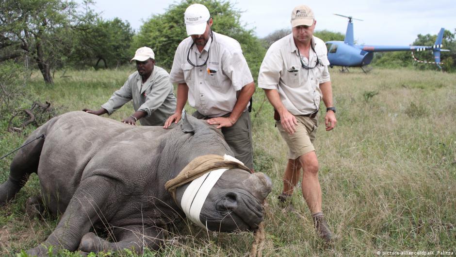 South Africa cracks down on rhino poaching