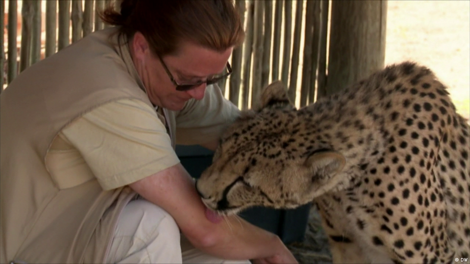 Saving cheetahs – DW – 04/06/2017