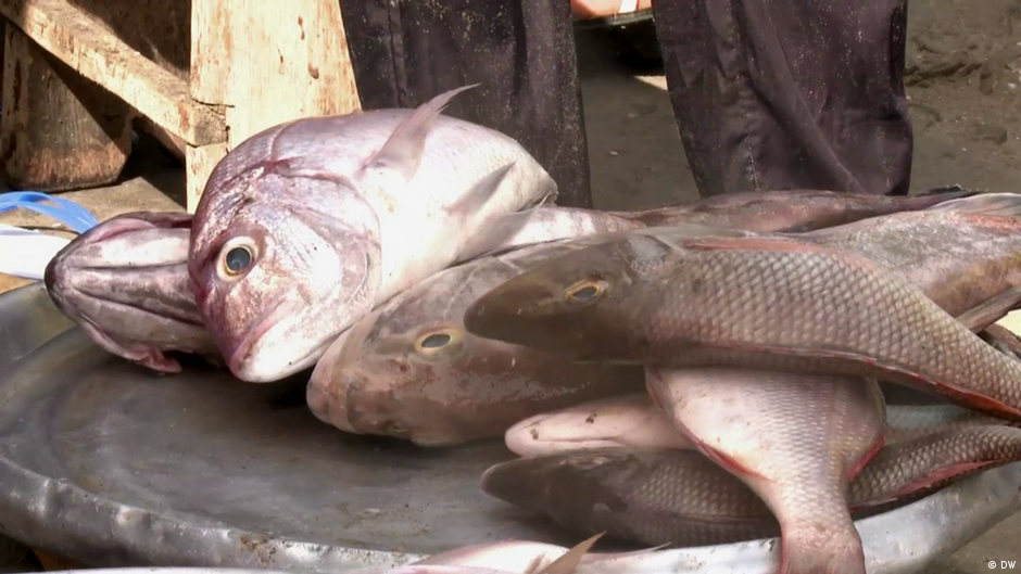 Somalia's seafood switch