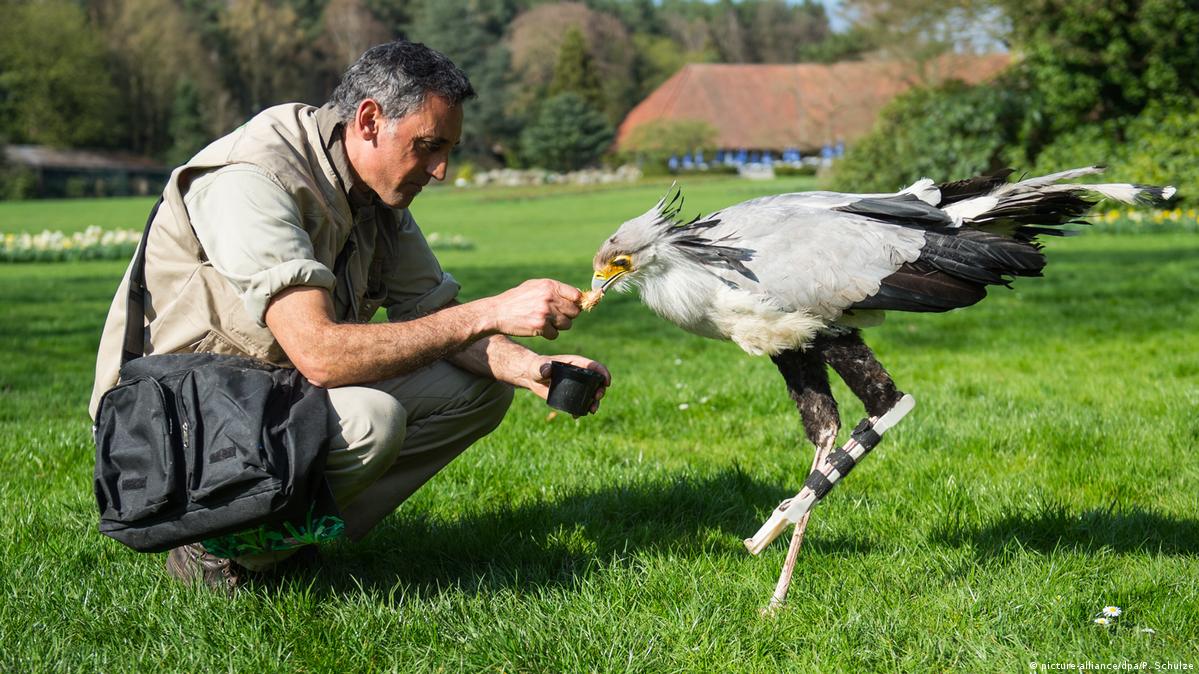 Bird of prey gets 3D-printed prosthetic leg