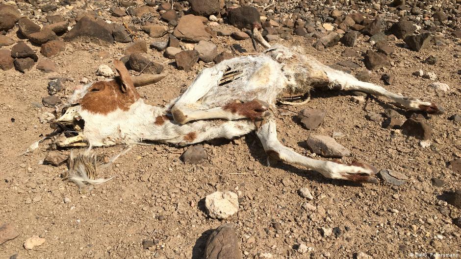 "Überall tote Tiere" – DW – 22.05.2017