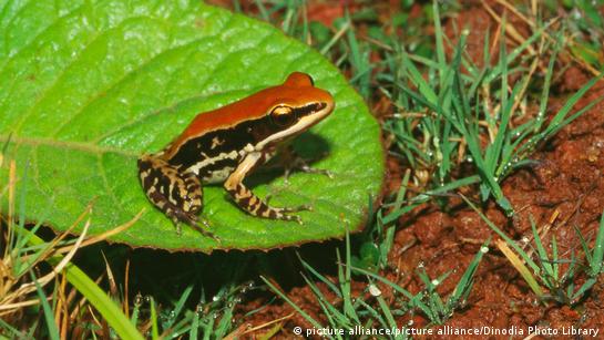 Flu cure from frogs? – DW – 04/19/2017