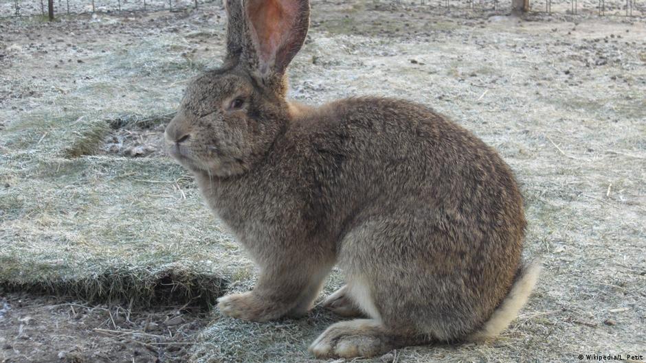 Giant rabbit dies on United Airlines flight – DW – 04/26/2017