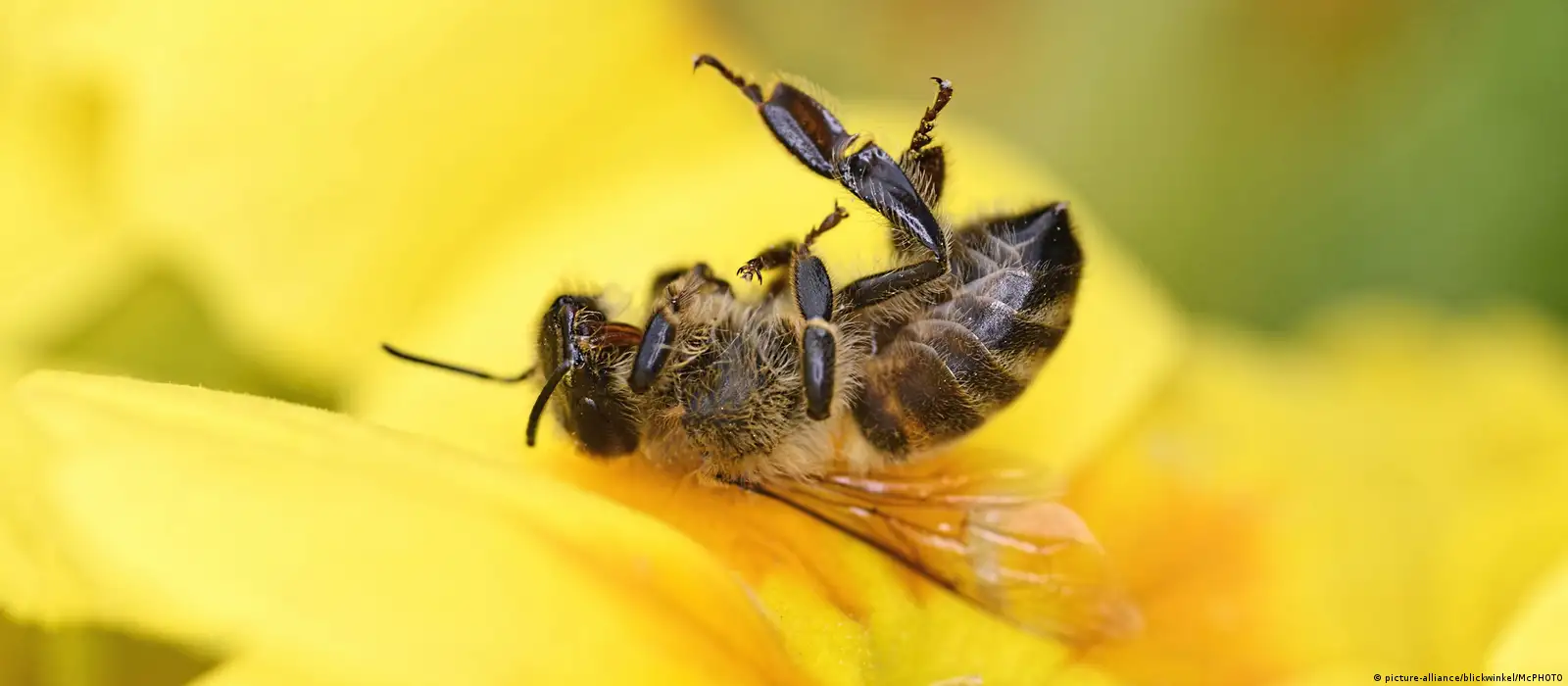 Neonicotinoids Killing Bees