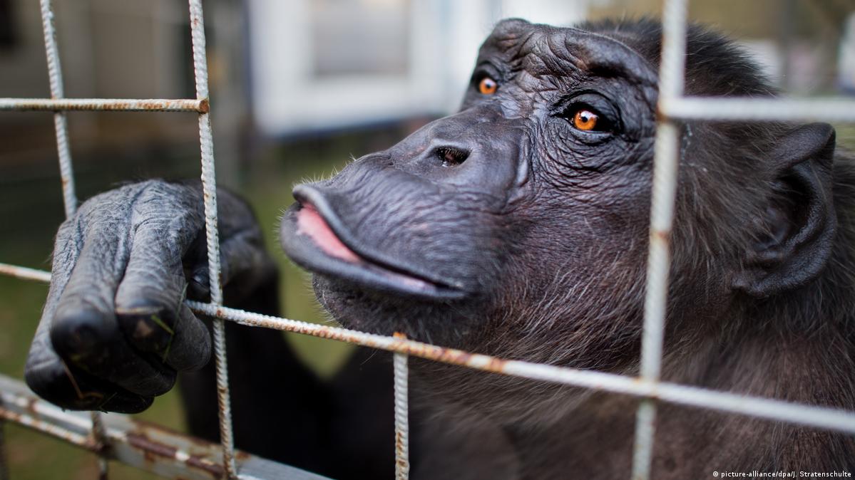 German court orders circus chimp Robby to join compatriots