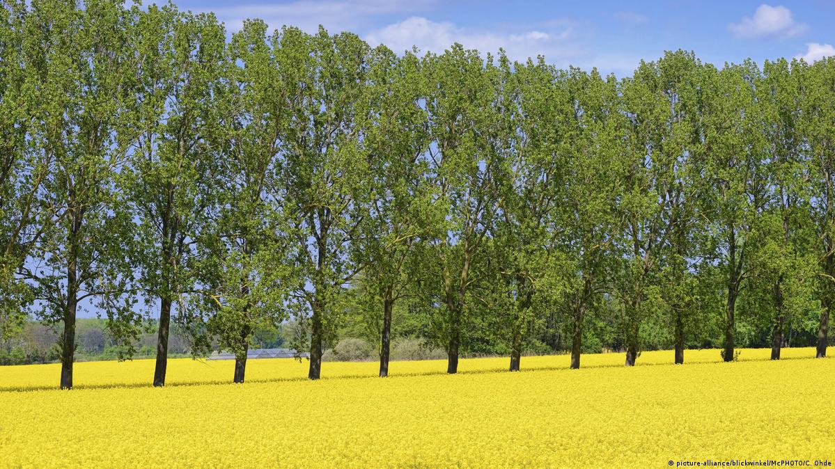 German farmers ever more eco-friendly – DW – 07/16/2017