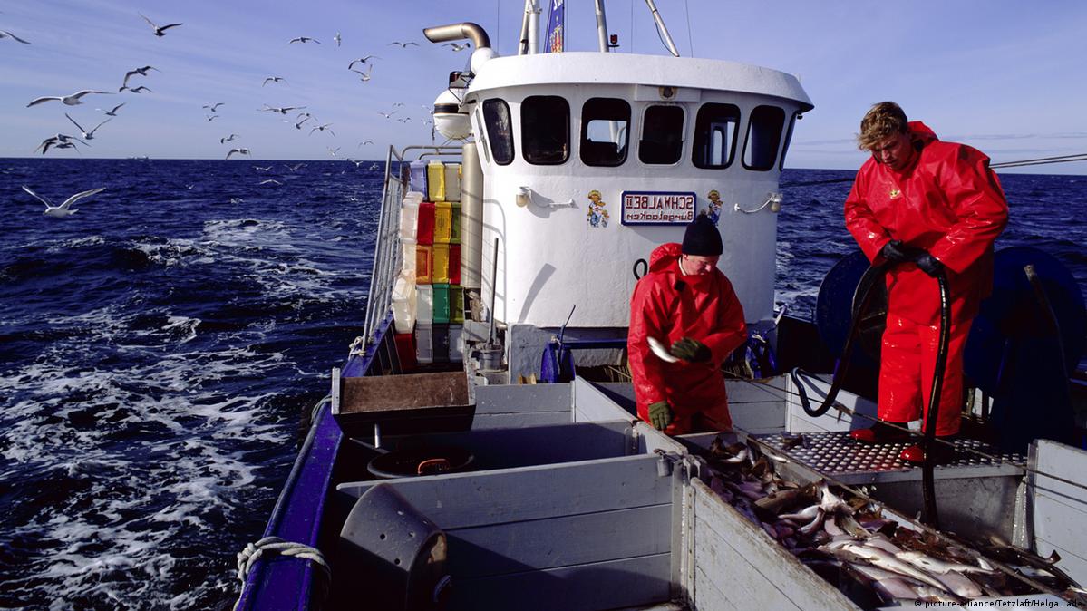 Cod under threat in the Baltic – DW – 05/08/2017