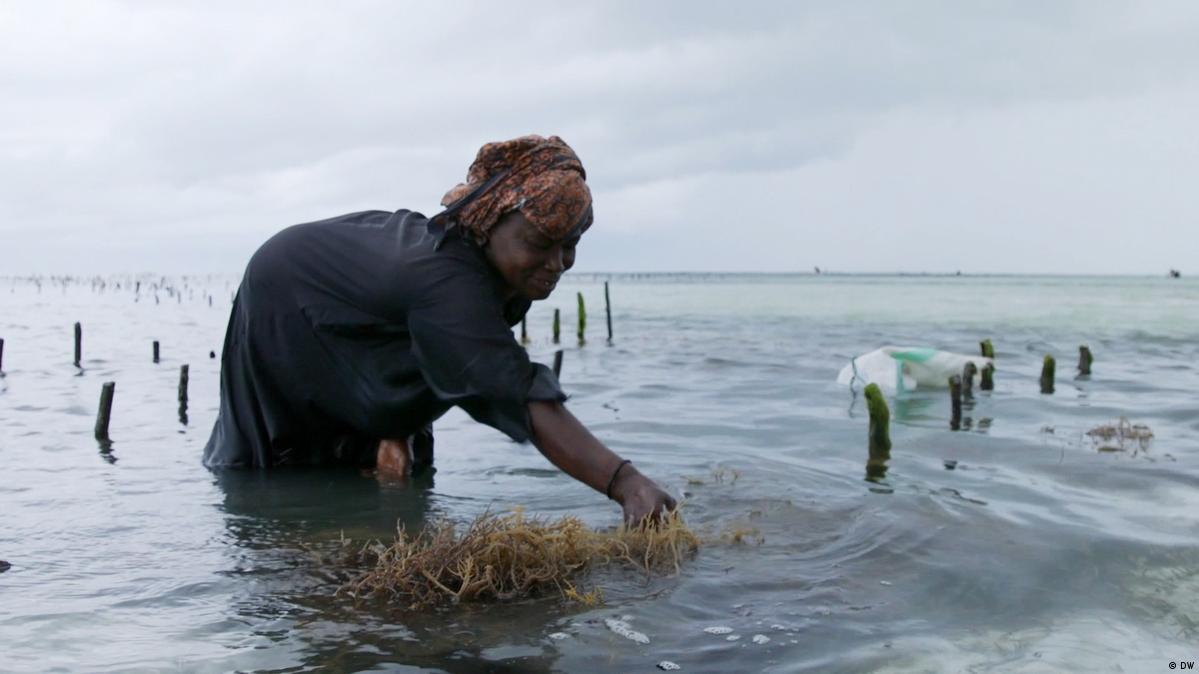 Is climate change killing Zanzibar's seaweed industry?