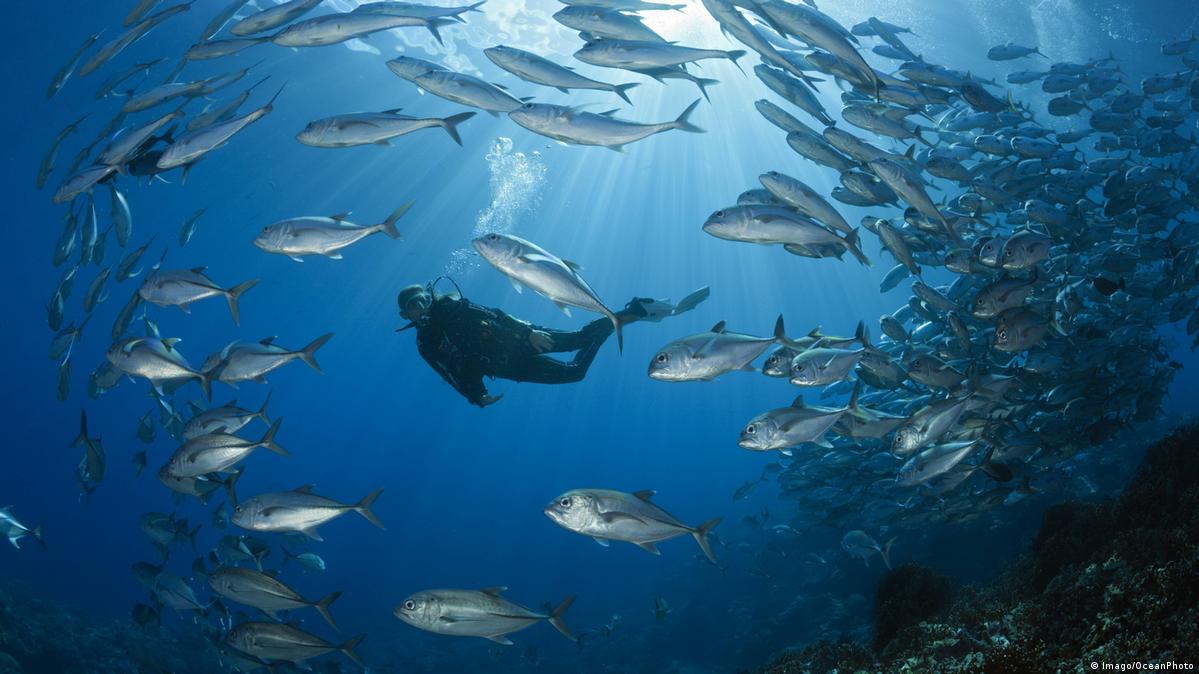 5 biggest threats to our oceans – DW – 10/05/2017