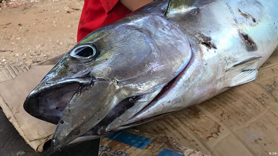 El atún tropical: conocerlo más para pescarlo mejor – DW – 19/06/2017