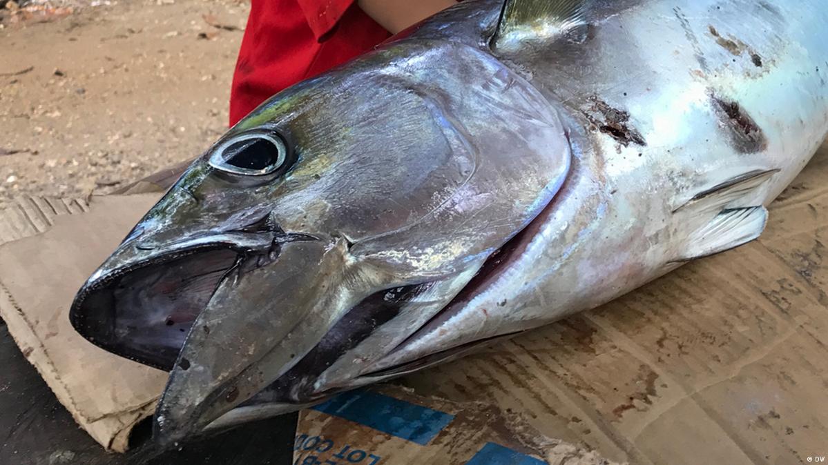 El atún tropical: conocerlo más para pescarlo mejor – DW – 19/06/2017