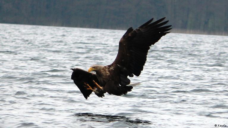 The return of the eagle