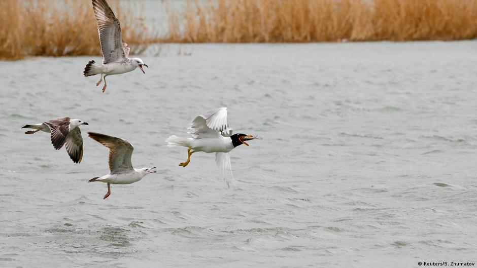 بازگشت آرام آب و نفس‌های زندگی به دریاچه آرال – DW – ۱۳۹۶/۳/۱۸