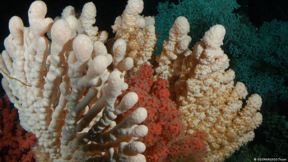 Cold-water corals in a warming climate