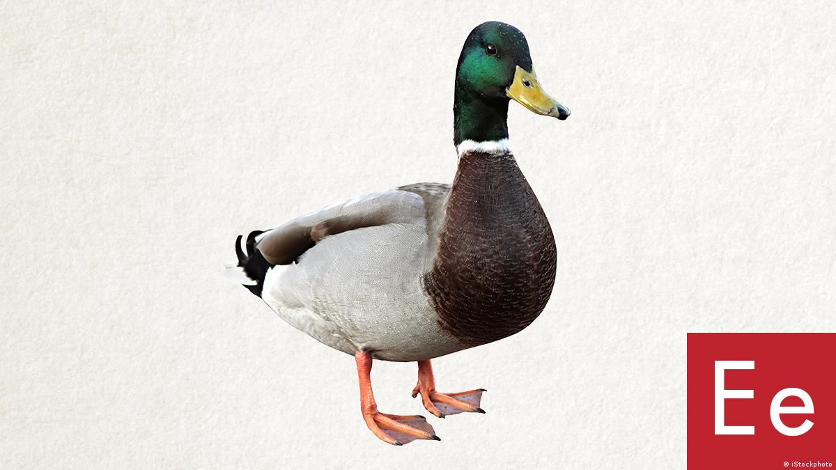 Arrange the letters | E e | DW Learn German