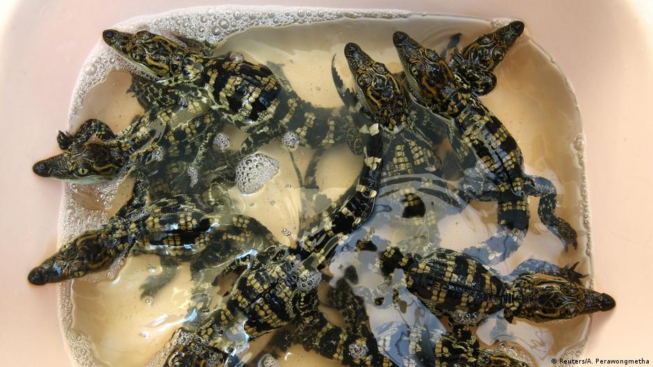 Daging Buaya Thailand Disebut Berkhasiat Bagi Kesehatan – DW – 13.07.2017