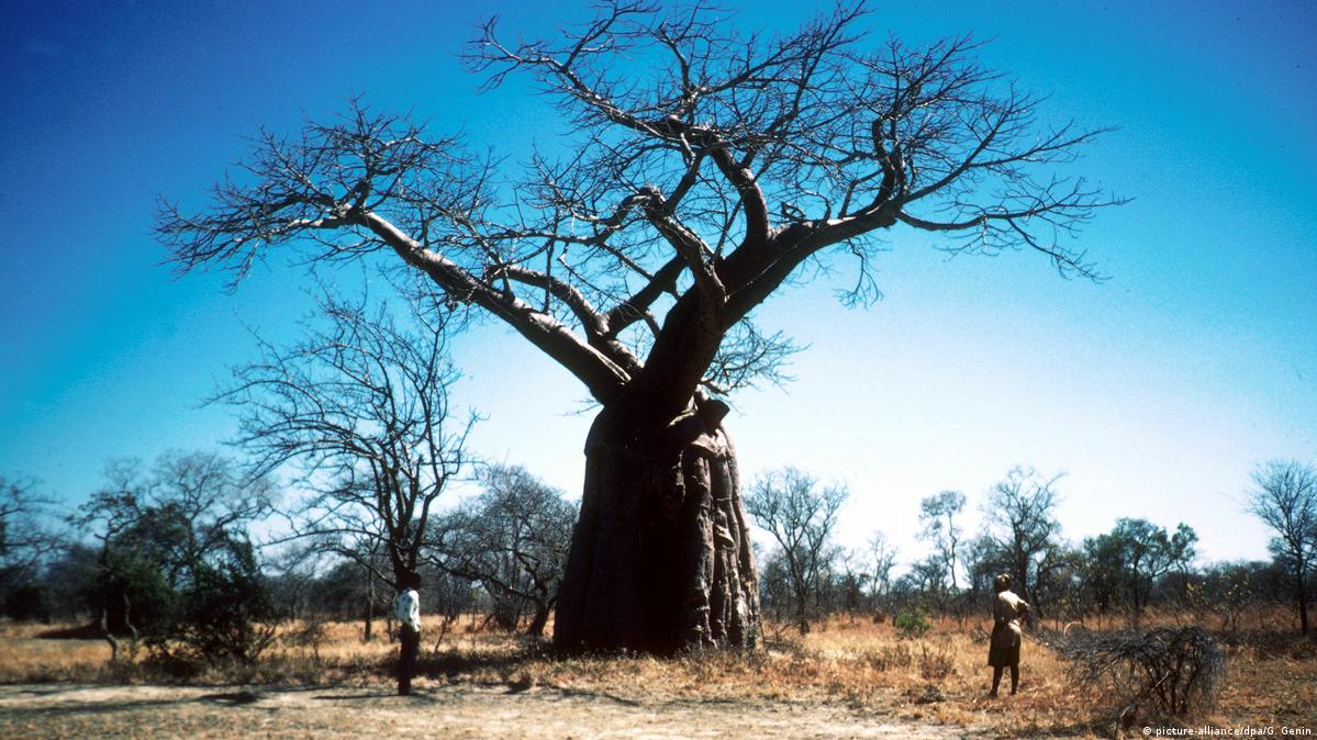Africa's oldest baobabs dying at 'shocking' rate – DW – 06/11/2018