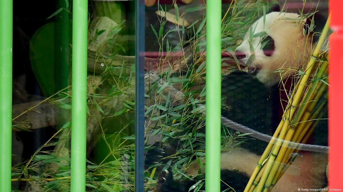 Panda diplomacy in Berlin – DW – 07/05/2017