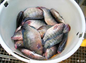 Andy Danylchuk's quest to improve fish farms – DW – 04/12/2012