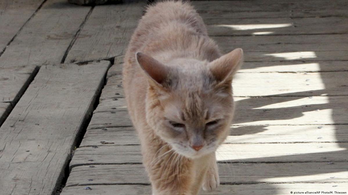 Stubbs, Alaskan mayor and cat, is dead – DW – 07/24/2017