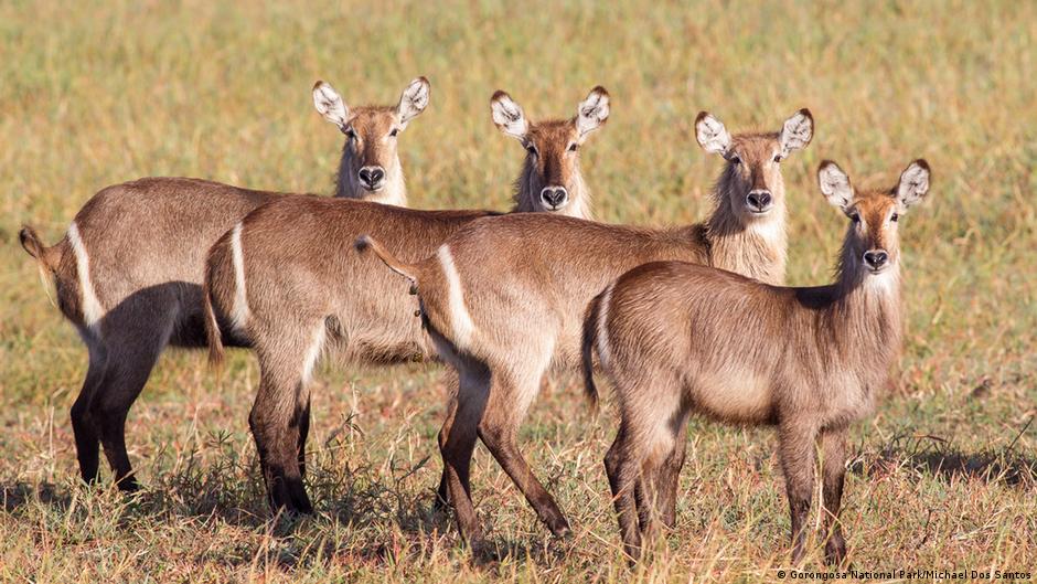 Repopulating wildlife parks in Mozambique – DW – 11/09/2017