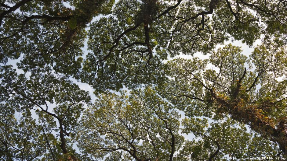 Crown Shyness - Why trees are shy – DW – 08/22/2017