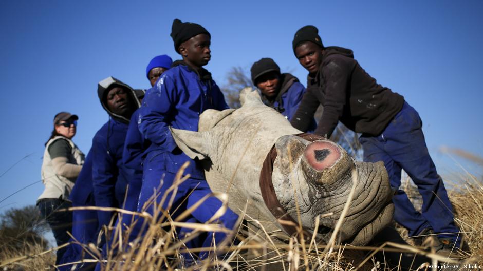 Taking poaching by the horn – DW – 07/30/2020