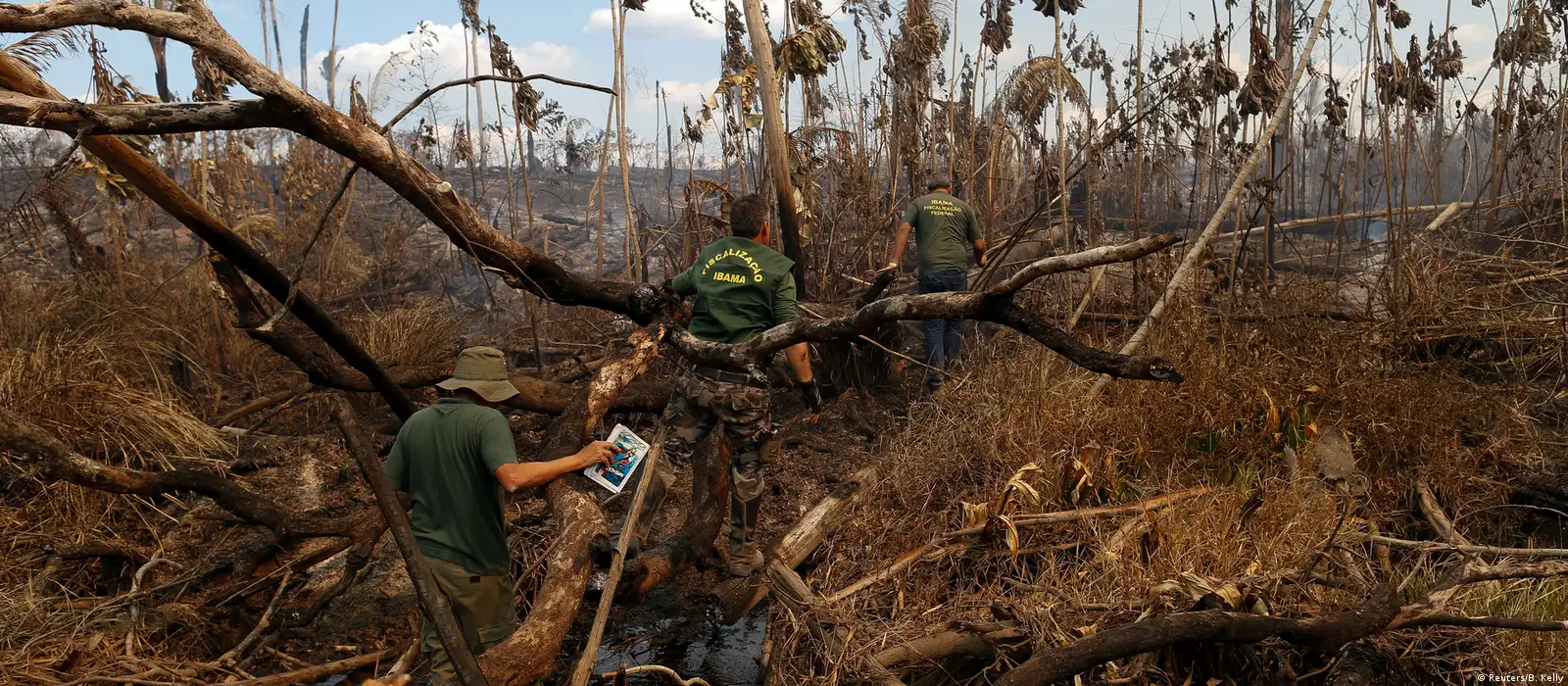 Illegal Logging Cause And Effect