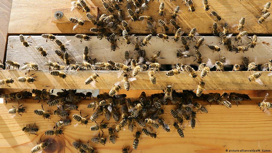 ¿Por qué hacen miel las abejas?