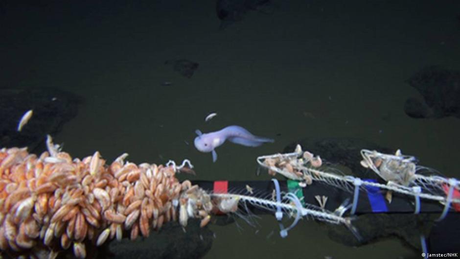 Deepest fish ever recorded – DW – 08/25/2017