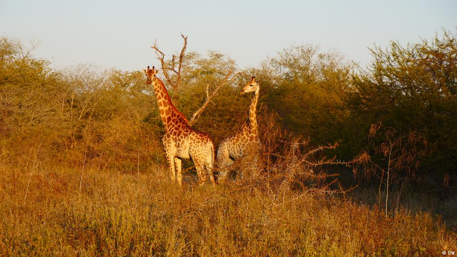 Repopulating Wildlife Parks in Mozambique – DW – 09/08/2017