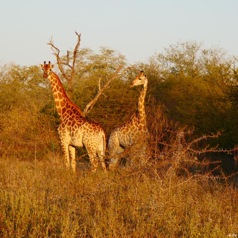Mozambique Animals And Plants