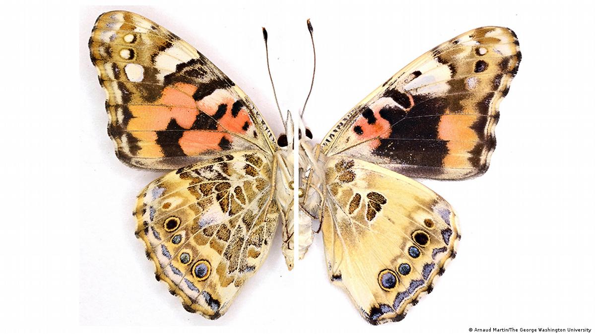 Gene-hacking tool unlocks secrets of butterfly colors – DW – 09/20/2017