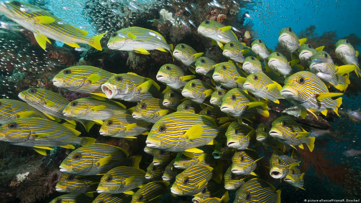'Our Ocean' conference trying to rescue our oceans – DW – 10/05/2017
