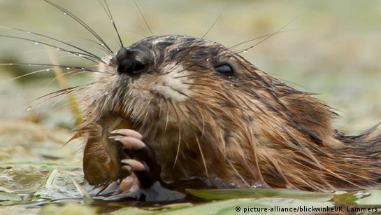 Passions raised over Mounties' muskrat hats – DW – 12/19/2017