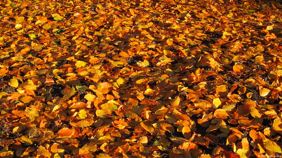 Quote of the week – DW – 09/29/2017