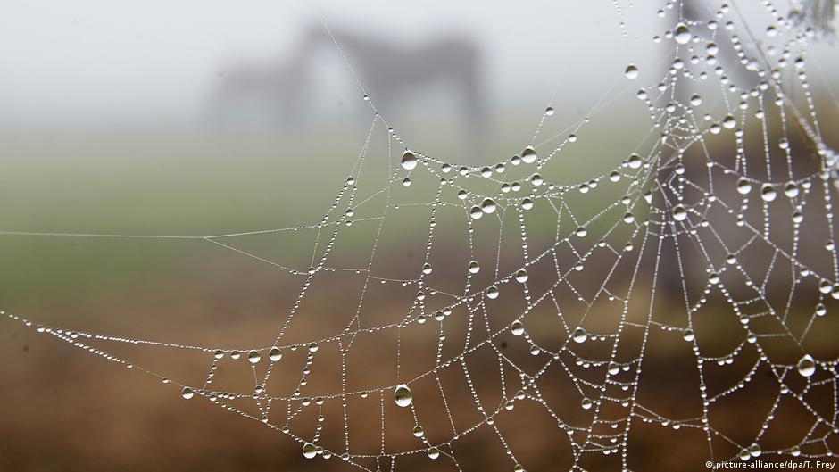 The web of life – DW – 11/15/2018